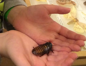 BUG OUT with the Spring Learning Challenge! | Chicago Public Library