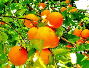 Bring Me an Orange Every Day | Chicago Public Library
