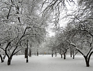 Winter Solstice: 5 Articles to Welcome Winter | Chicago Public Library