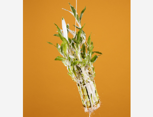 Art Exhibit by Kat Liu at Harold Washington Library Center | Chicago ...