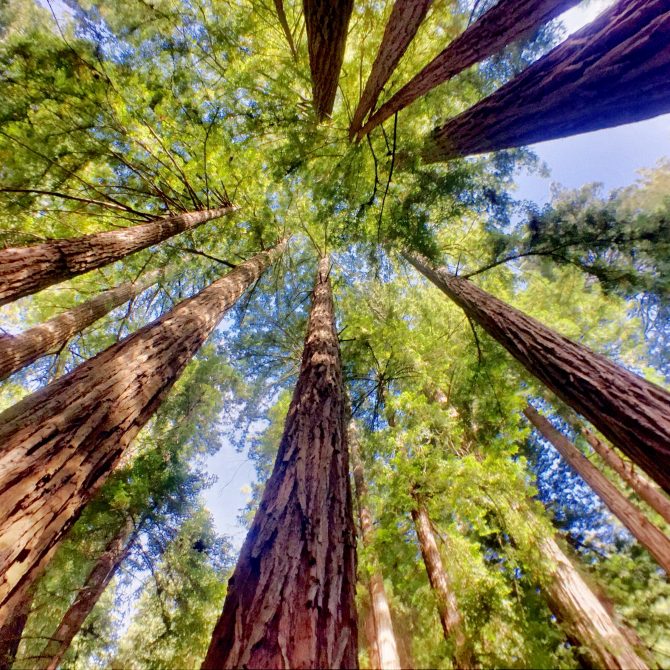 Arbor Day Reads: Trees in Fiction | Chicago Public Library