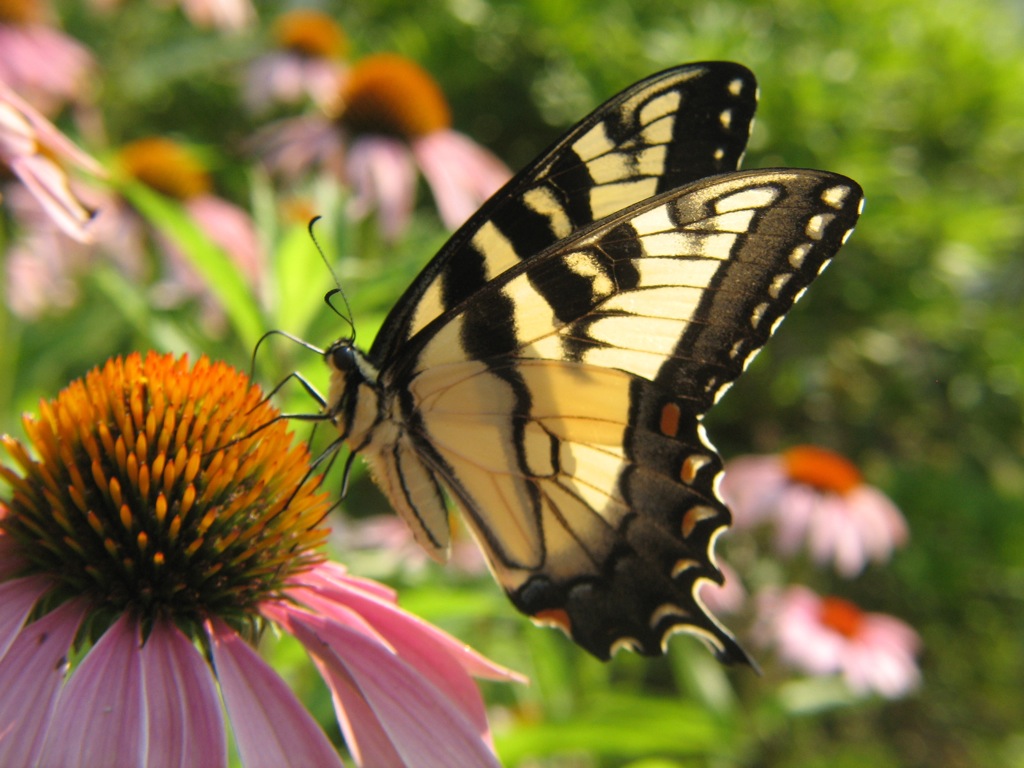 Create a Buzz: Pollinator Gardening | Chicago Public Library