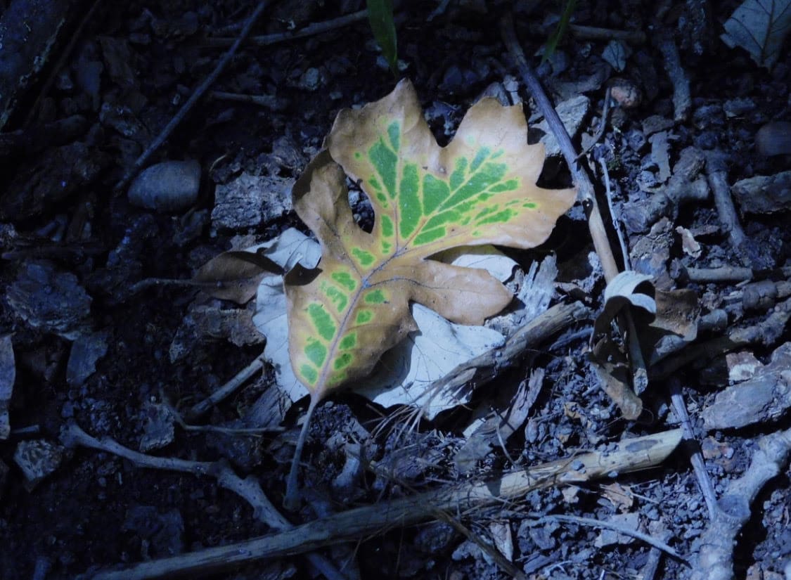 The Histories and Names of Trees & Flora | Chicago Public Library