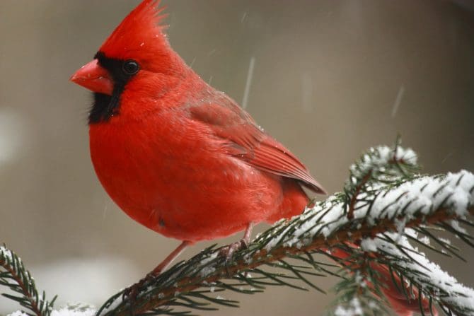Look, It’s a Bird! Books for Kids | Chicago Public Library