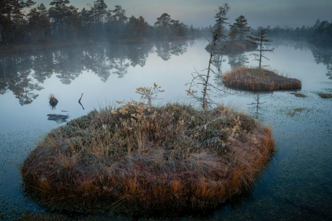 Bog Blog: Books about Bogs | Chicago Public Library