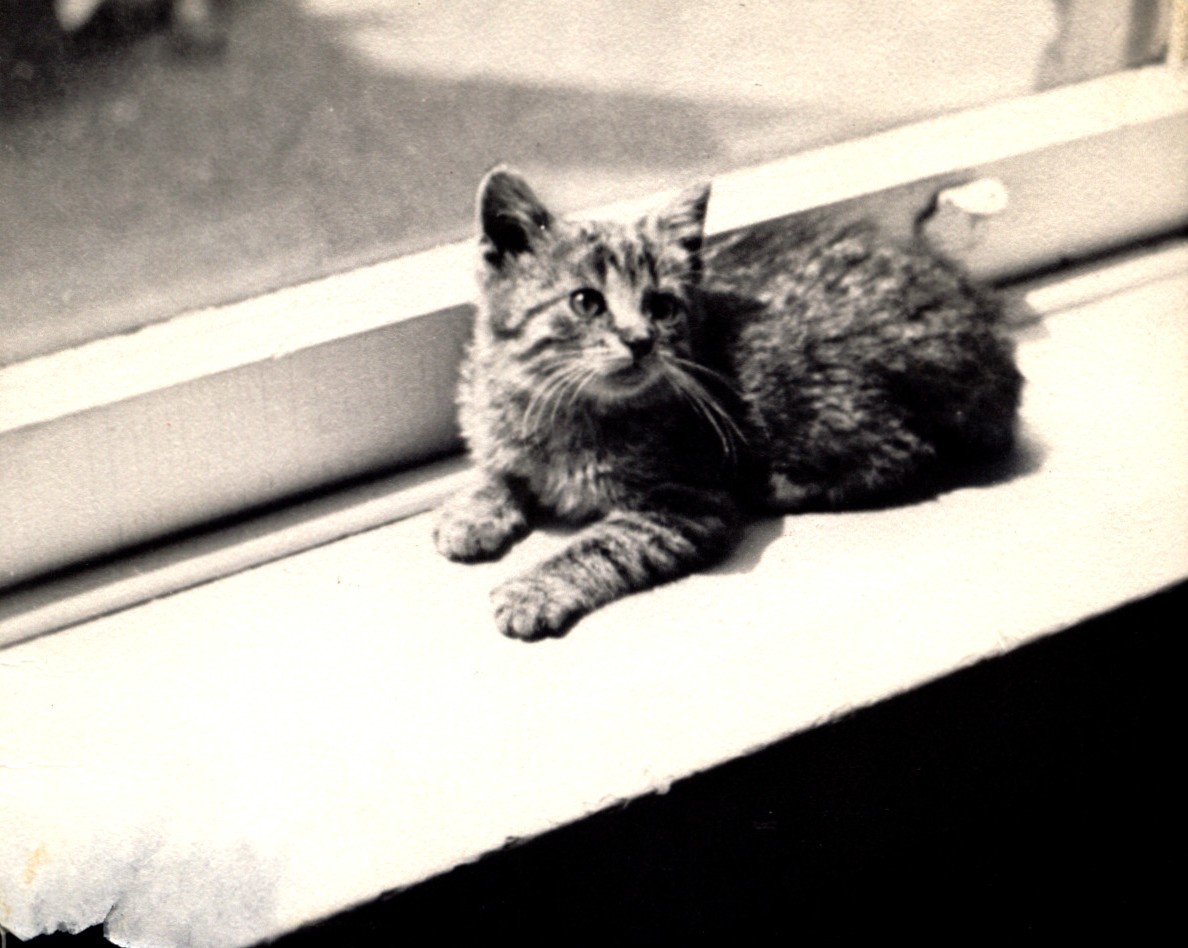 Happy International Cat Day! | Chicago Public Library