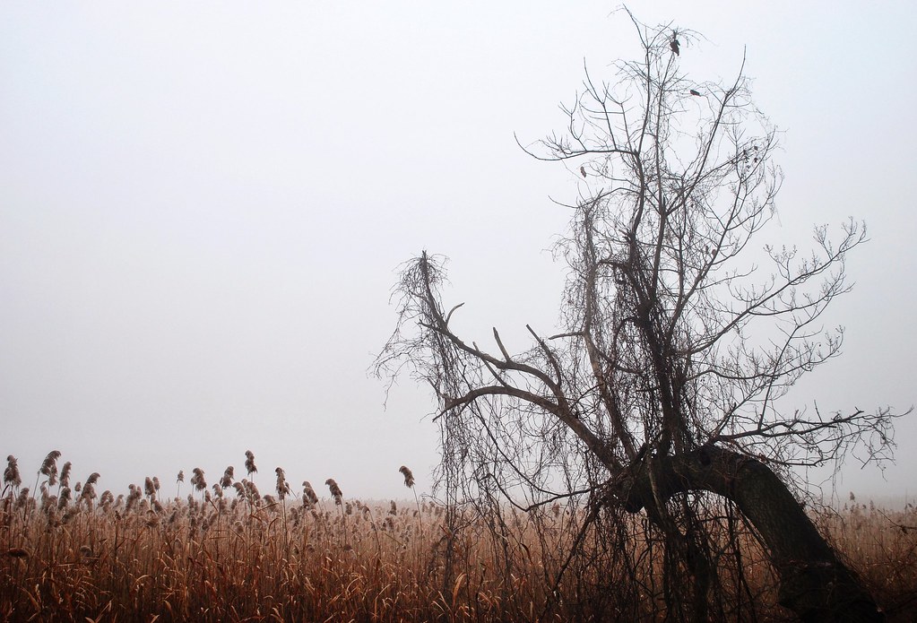 Eco-horror Stories for Half-o-ween | Chicago Public Library